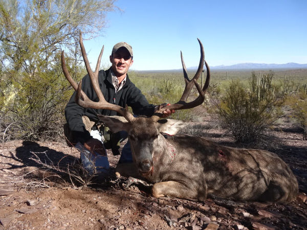 Desert Mule Deer