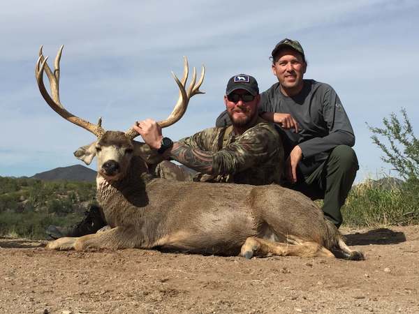 Desert Mule Deer