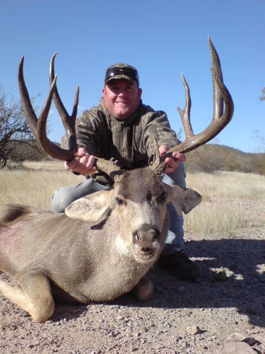 Desert Mule Deer