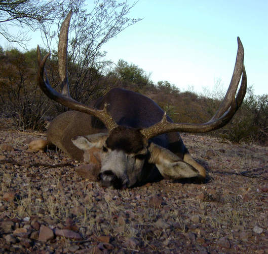 Desert Mule Deer