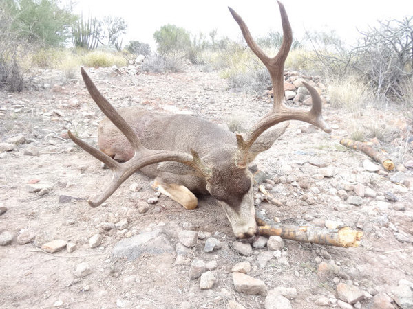 Desert Mule Deer