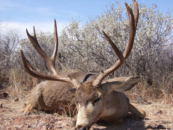 Desert Mule Deer